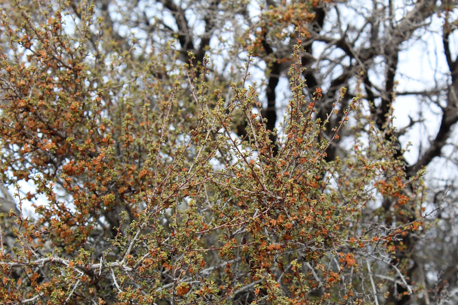 KEYS VIEW SCORPIONS TWO: PURSHIA TRIDENTATA VARIETY GLANDULOSA - DESERT ...