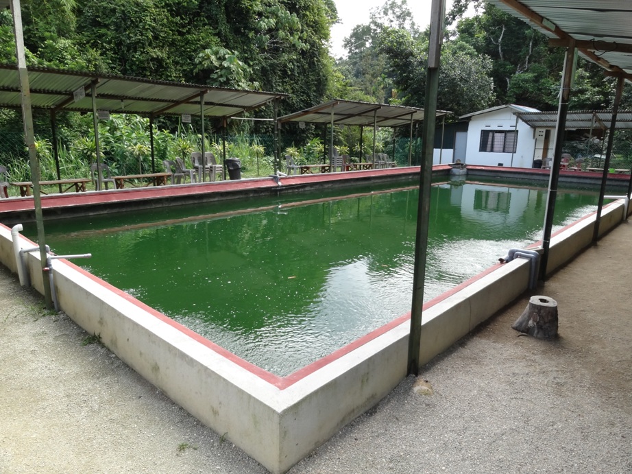 Fishing Spots in Kuala Lumpur & Selangor: Giant freshwater prawn ...