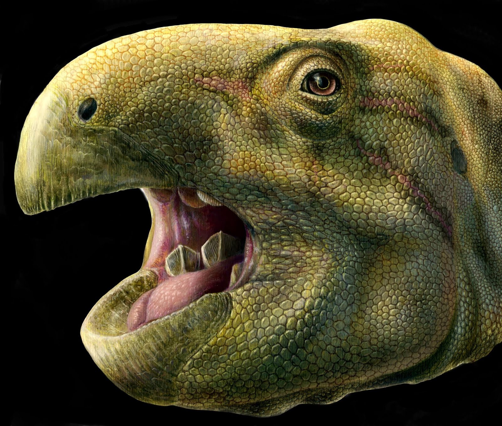 Species New to Science: [Paleontology • 2017] Matheronodon provincialis ...