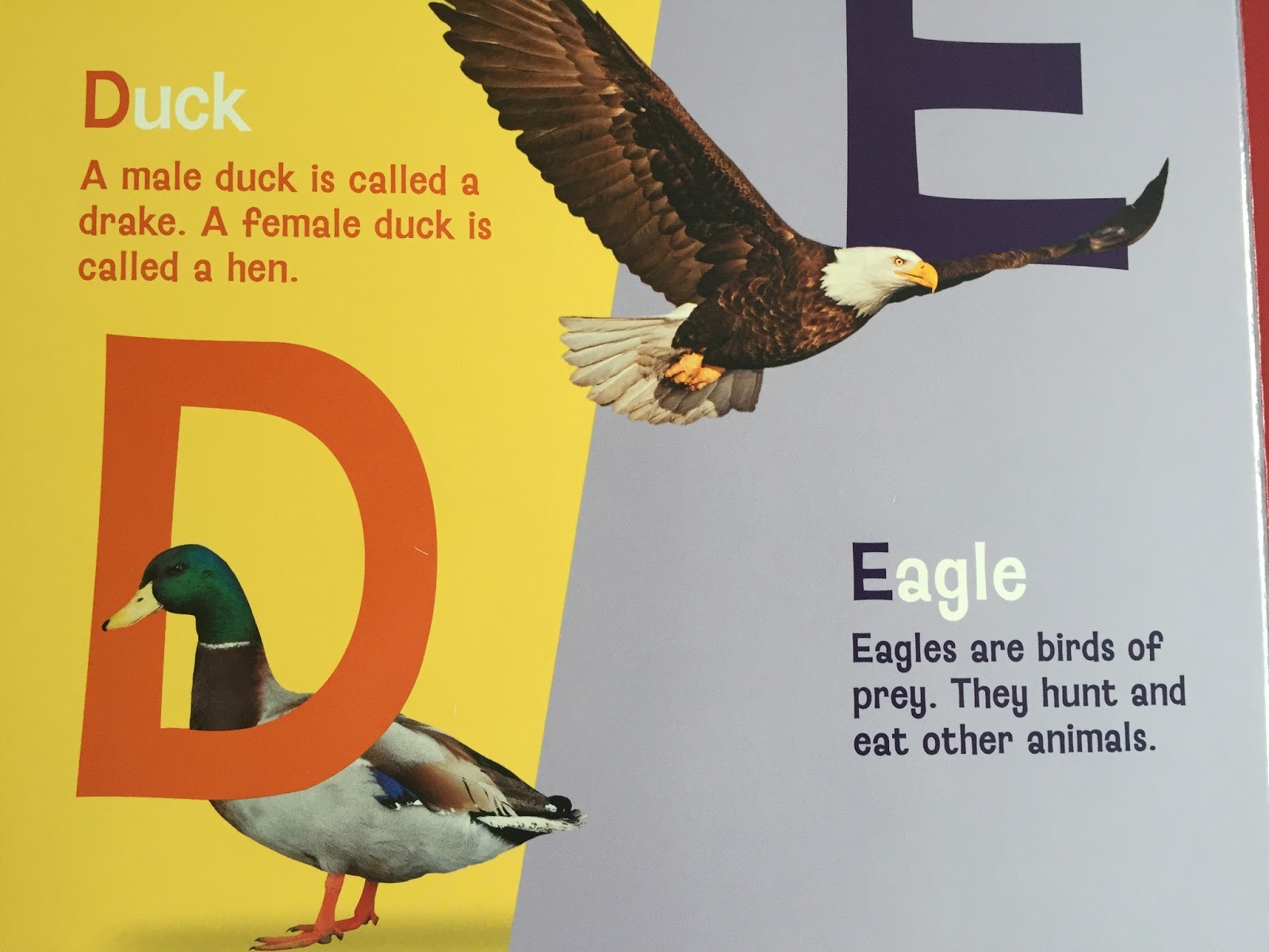 The Bookworm Baby: ABC Birds