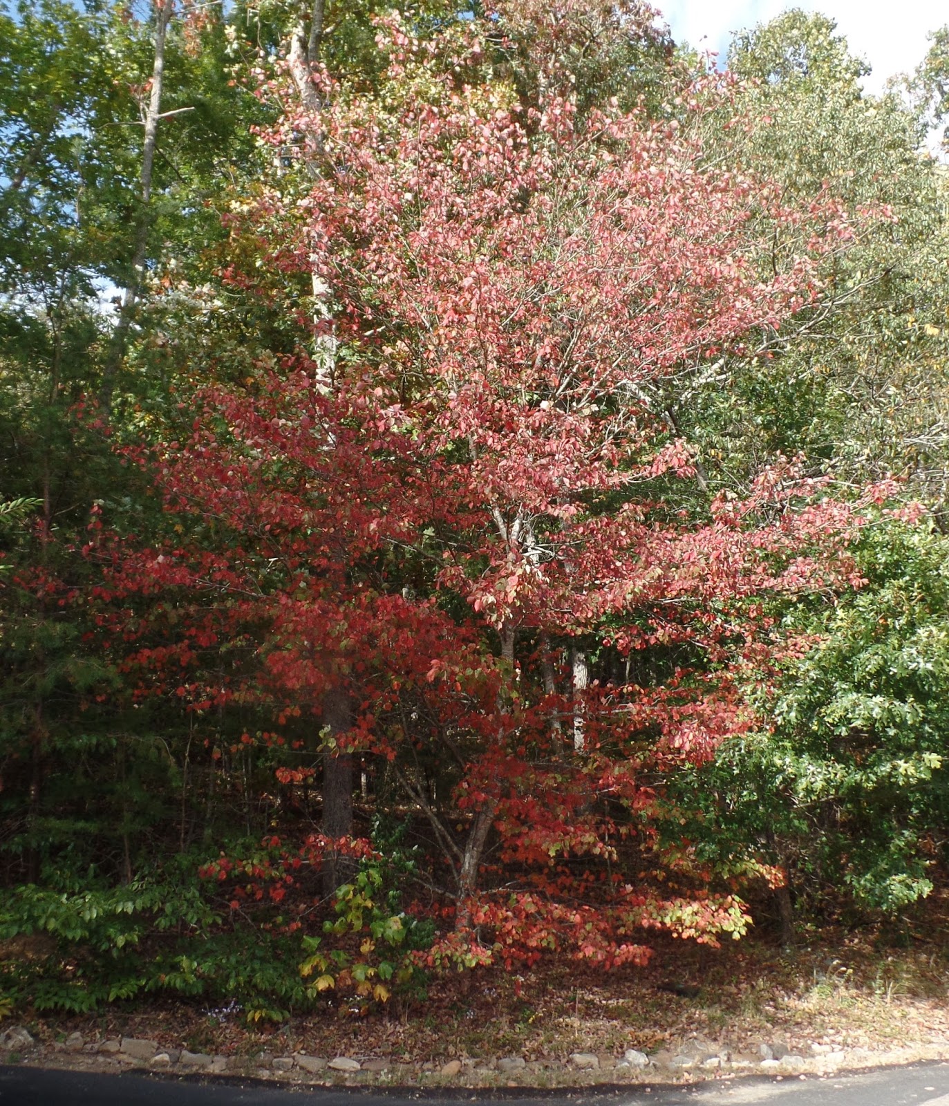 Blue Starr Gallery: Leaves