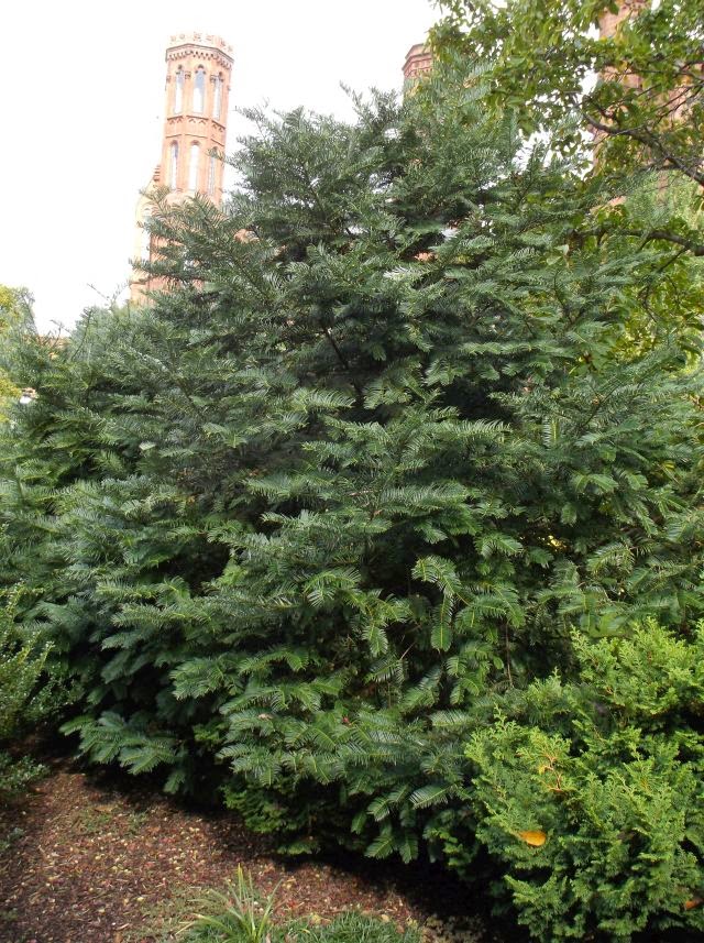 Future Plants by Randy Stewart: Cephalotaxus - Plum Yew