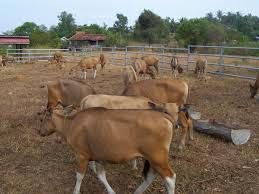 GAMBAR SAPI BALI 24 | GAMBAR SAPI