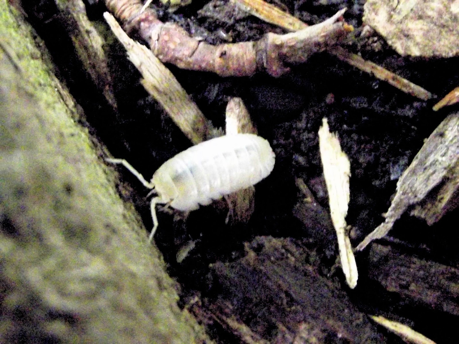 Wild Blumes: White Rolly Polly?