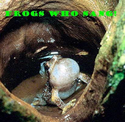 Knocking From Inside: Frogs With Fangs