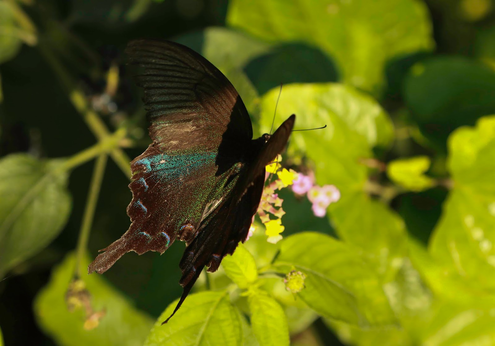 Butterflies of Vietnam: 177. Papilio bianor gladiator (The Chinese Peacock)