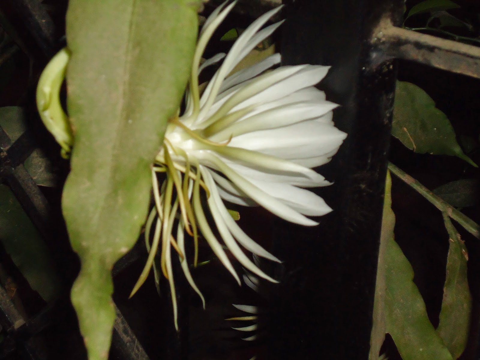 Elevenses: Brahma Kamalam!