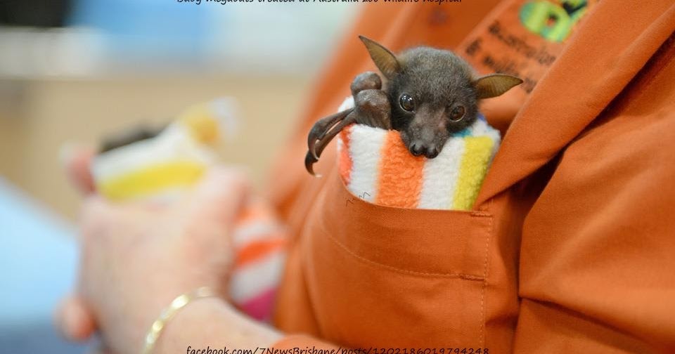 Baby Megabats treated at Australia zoo wildlife hospital flying-foxes ...