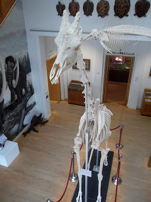 Love in the Time of Chasmosaurs: More Natuurhistorisch Museum Rotterdam