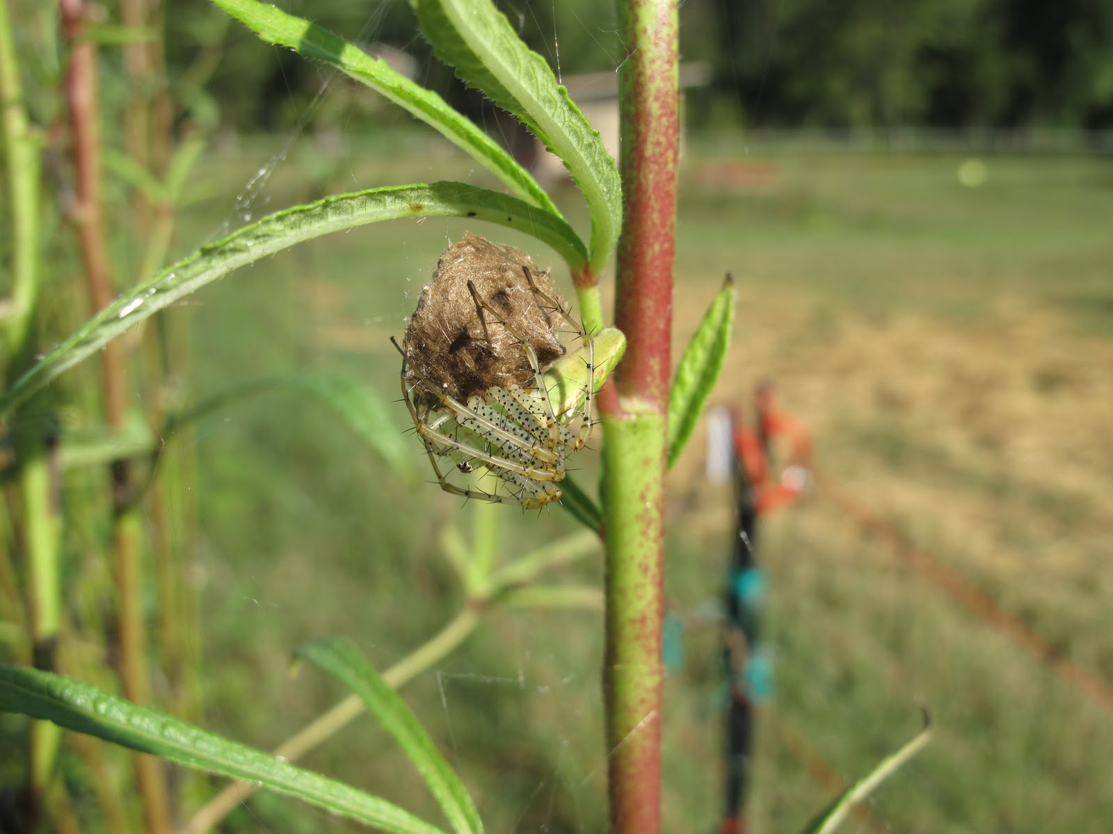 Wings of Dawn Farm: Fall Spiders