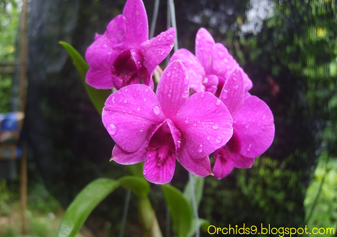 Orchids Flowers Pictures Bulbophyllum Vanda Cattleya Cymbidium ...