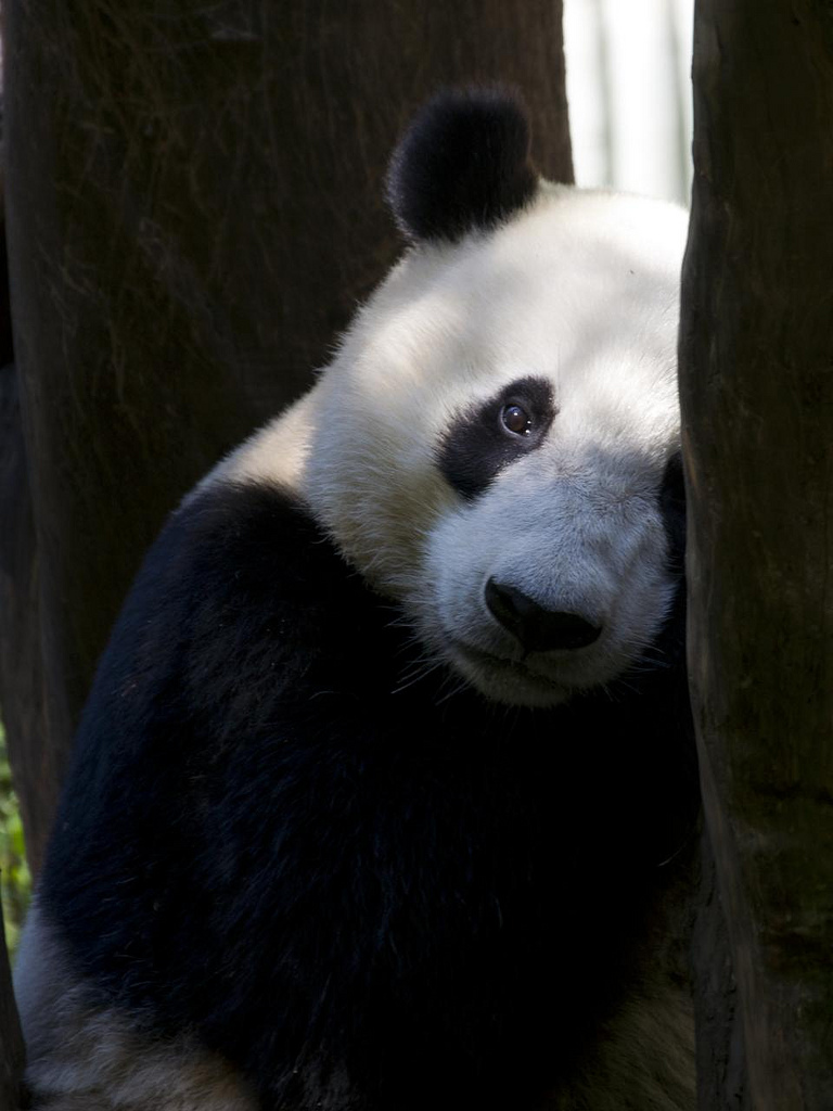 ANIMALS WALLPAPERS: panda cool facts, panda cool stuff ,china panda ...