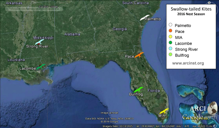Swallow-tailed Kite Migration: The Good and the Bad