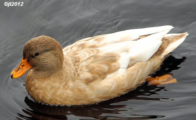 Simply Superb Swans: Bantam Call Ducks