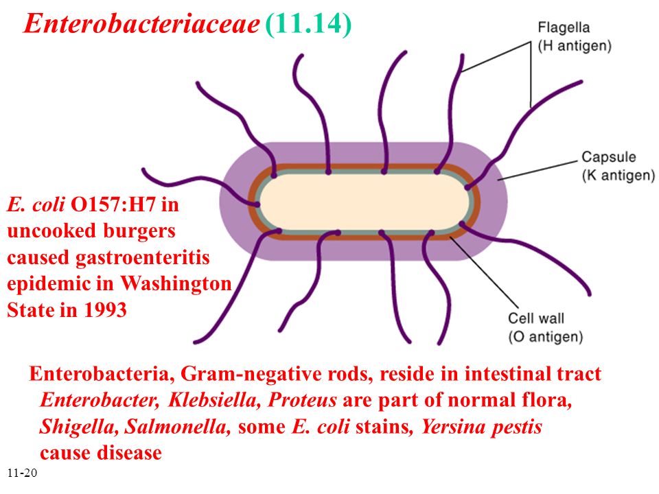 ENTEROBACTERIACEAE (TÜRKÇE) - Microbiology Lab Notes
