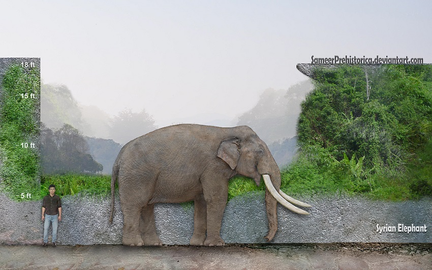 Abe's Animals: Syrian elephant pictures