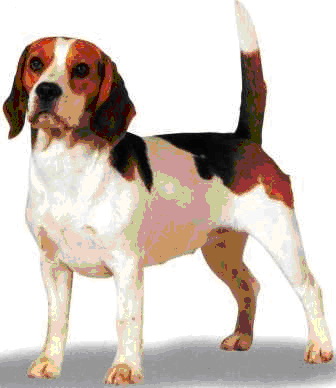 K R U H Y: Populárne druhy psov VI.