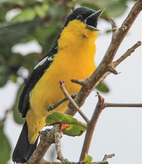 Birds of India | Bird World: August 2017