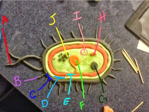 Set The House Spider Free: Play Dough Bacteria