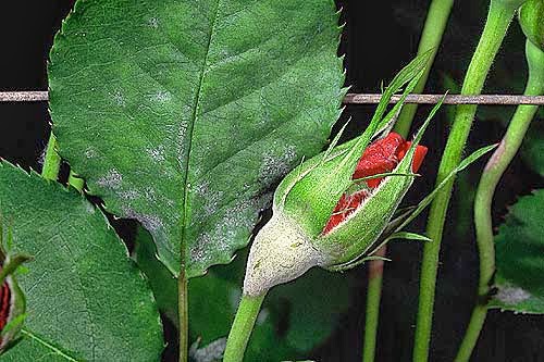 Huerto en casa: El Oídio