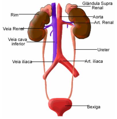 Sistema Renal - Fisiologia Humana