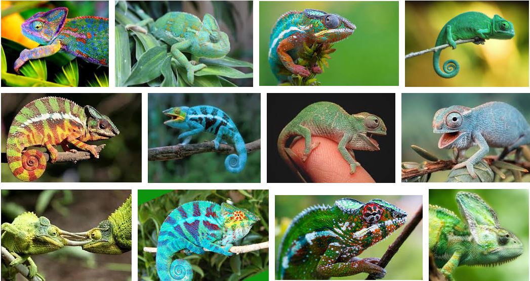 CuatroBocas: Camaleones a todo color