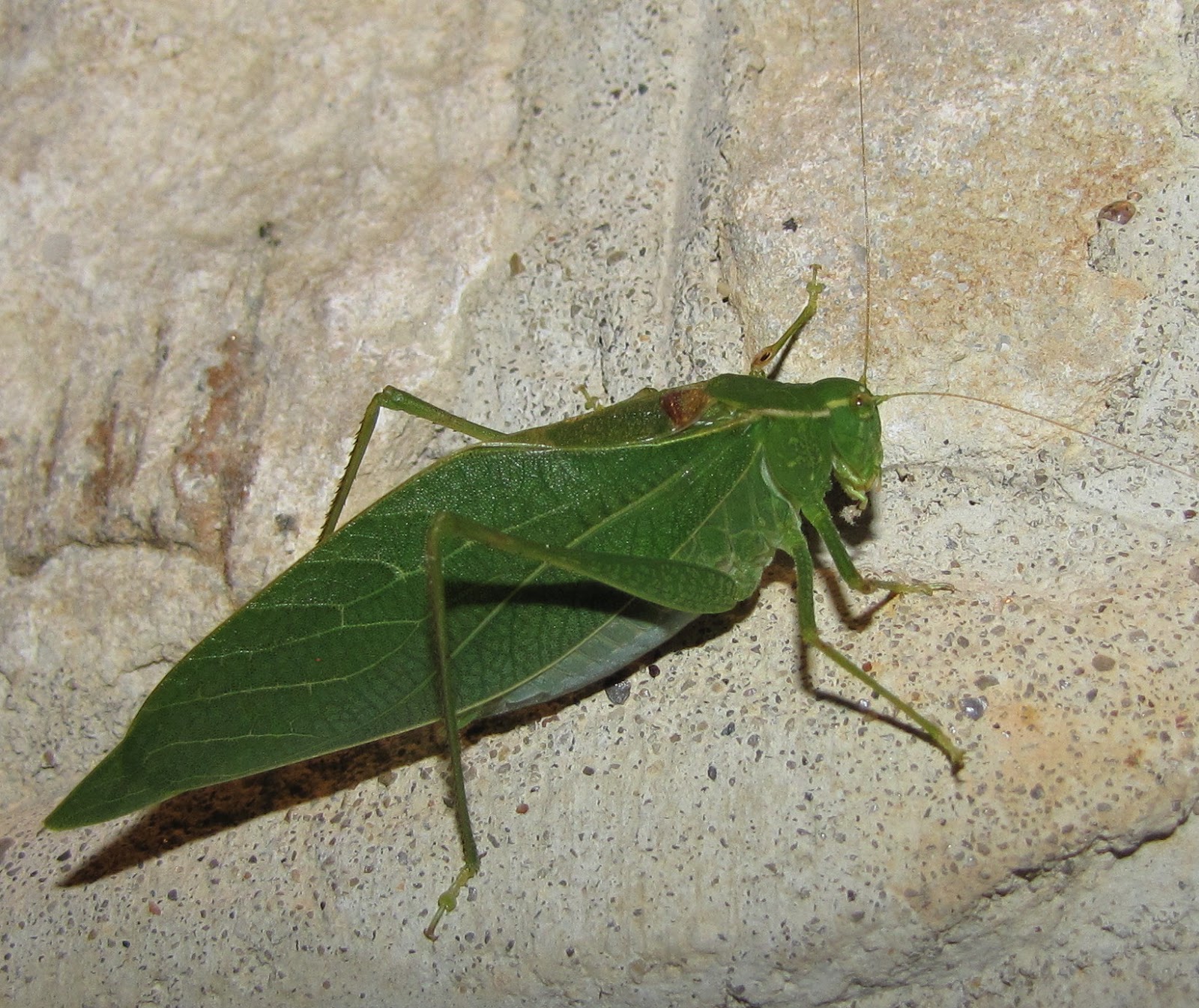 Bug Eric: OrThoptera Thursday: Lesser Angle-wing Katydid