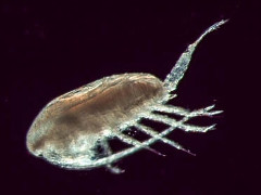 Laboratorio de Plancton: El plancton