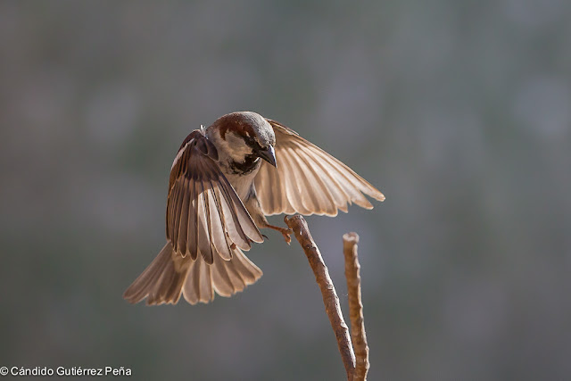 GORRION COMUN - Passer Domesticus | Observatorio de la Naturaleza