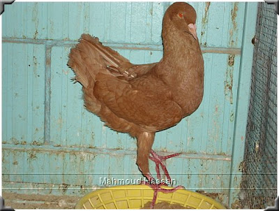 Pigeons for sale: Maltese pigeon - Yellow color