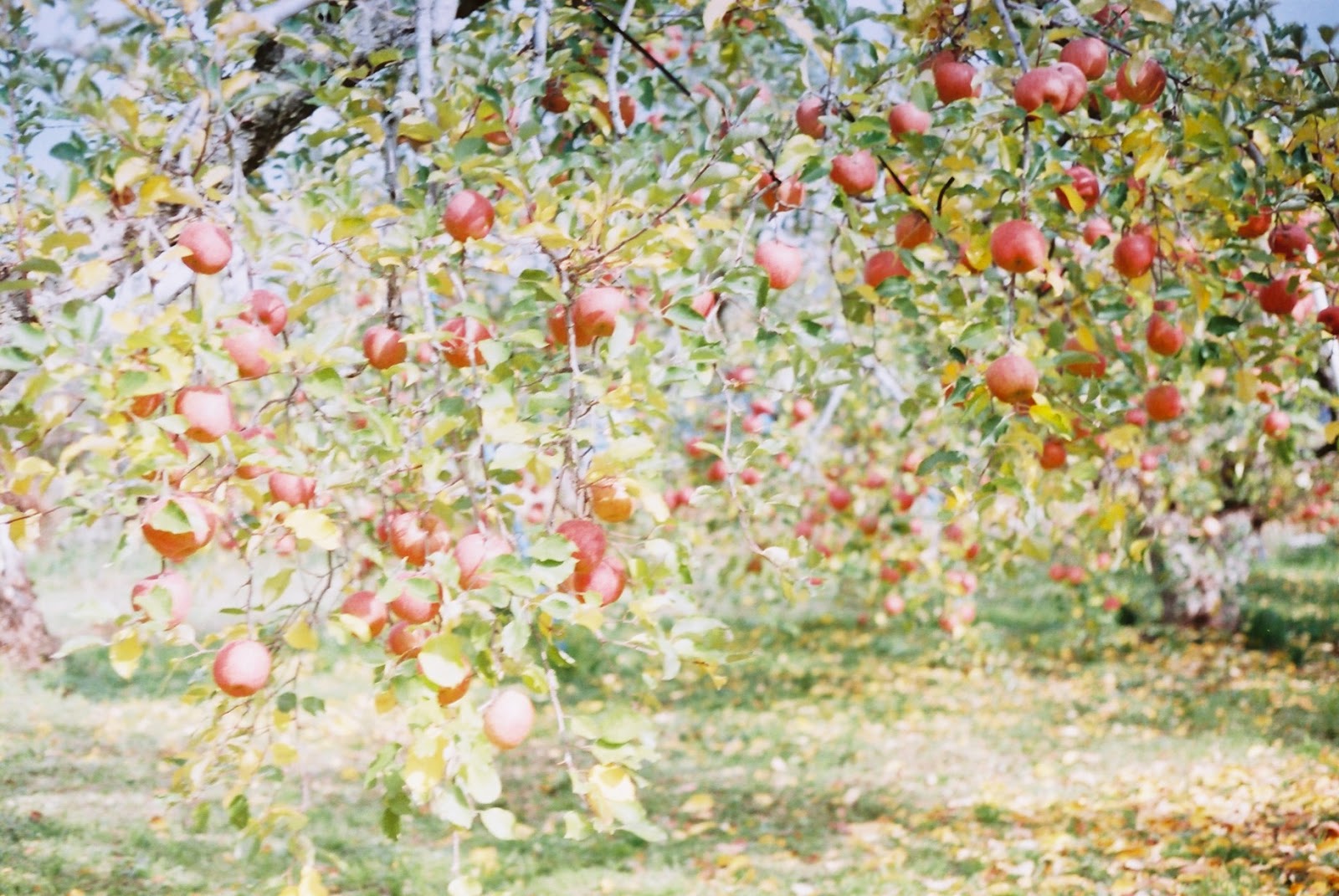 tapiiri: ちな農園 りんご畑にいってきました