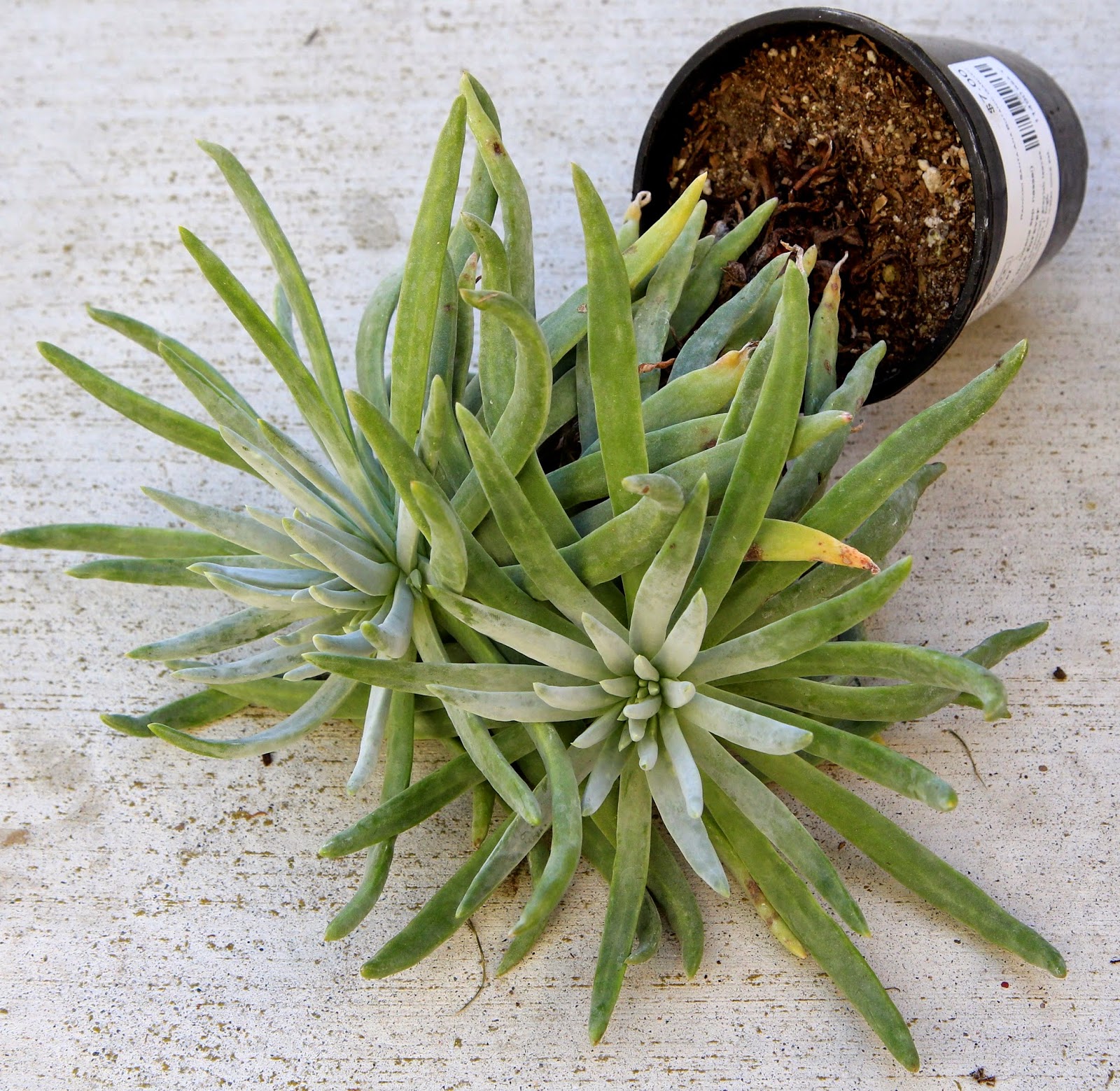 CA Native Garden: Dudleya Returns