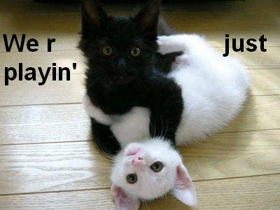 Mississippi's Blog : cute n funny cats