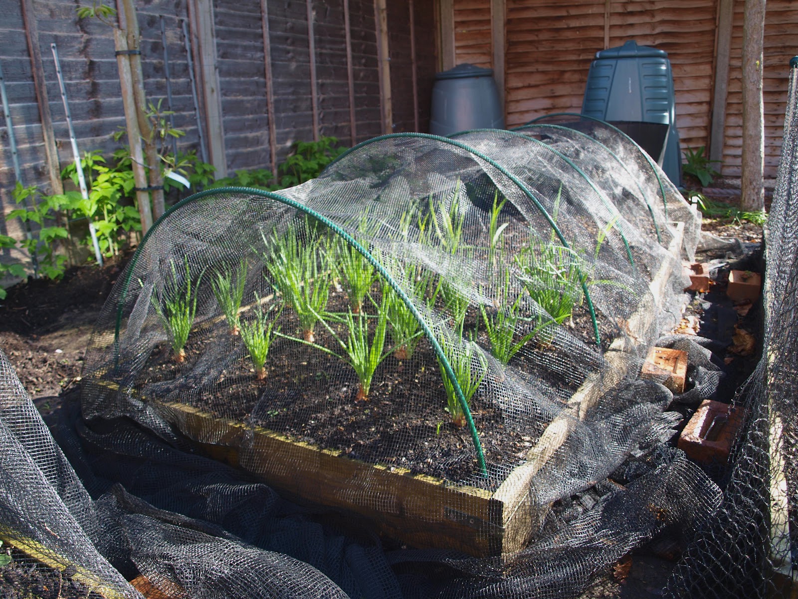 Mark's Veg Plot: Seedling protection