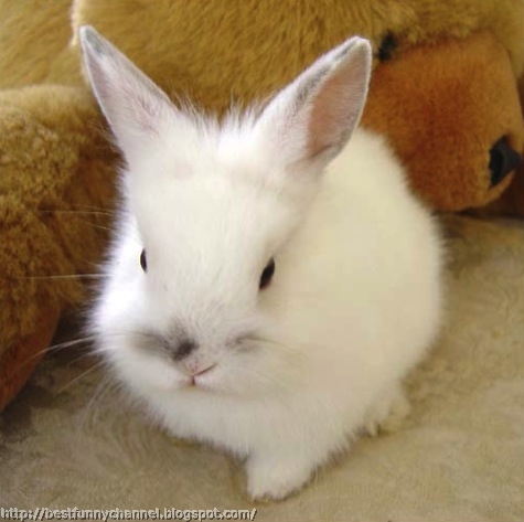 Cute and funny pictures of animals 46, Bunny 5.