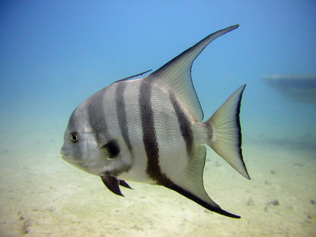 Spadefish ~ Aquatic Animals