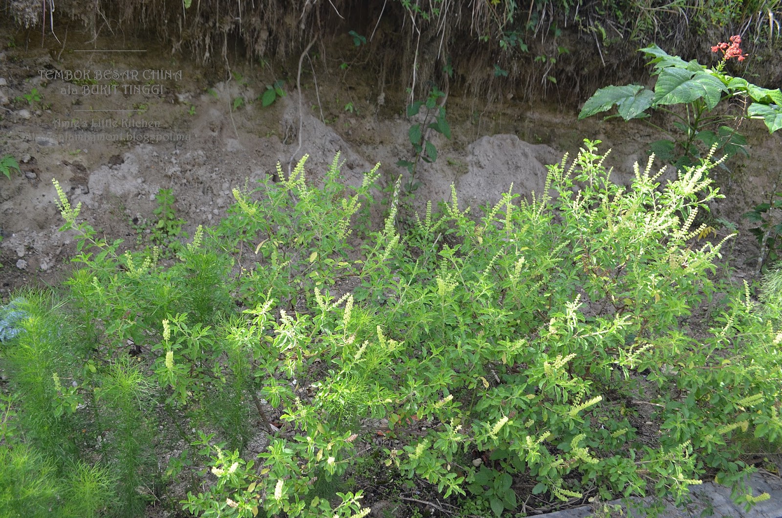 Tembok Besar China ala Bukit Tinggi - Amie's Little Kitchen