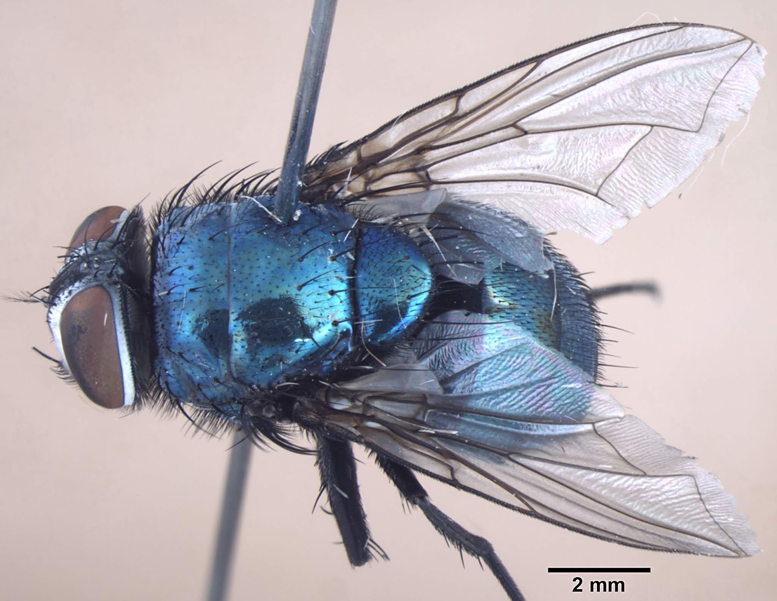 Variety of Life: Calliphoridae