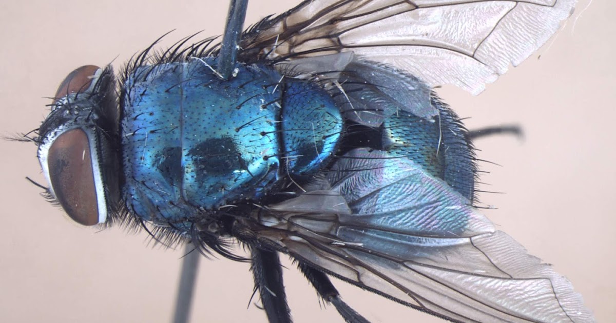 Variety of Life: Calliphoridae