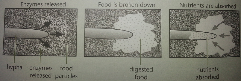 New Zealand NCEA level 1 Biology : Bacteria and Fungi feed by ...