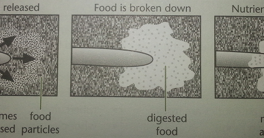 New Zealand NCEA level 1 Biology : Bacteria and Fungi feed by ...