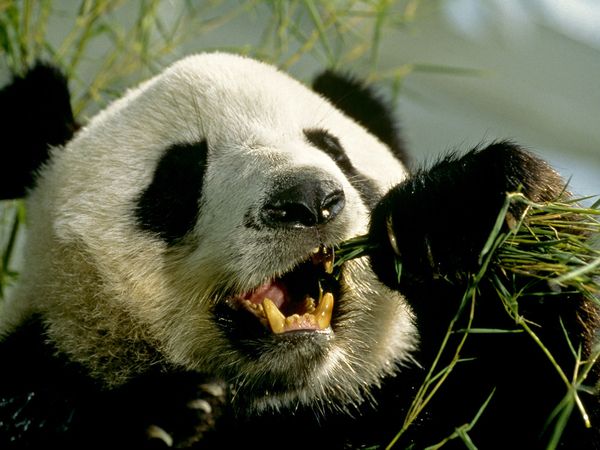 PENGETAHUAN TENTANG DUNIA FLORA DAN FAUNA: Panda raksasa yang soliter ...