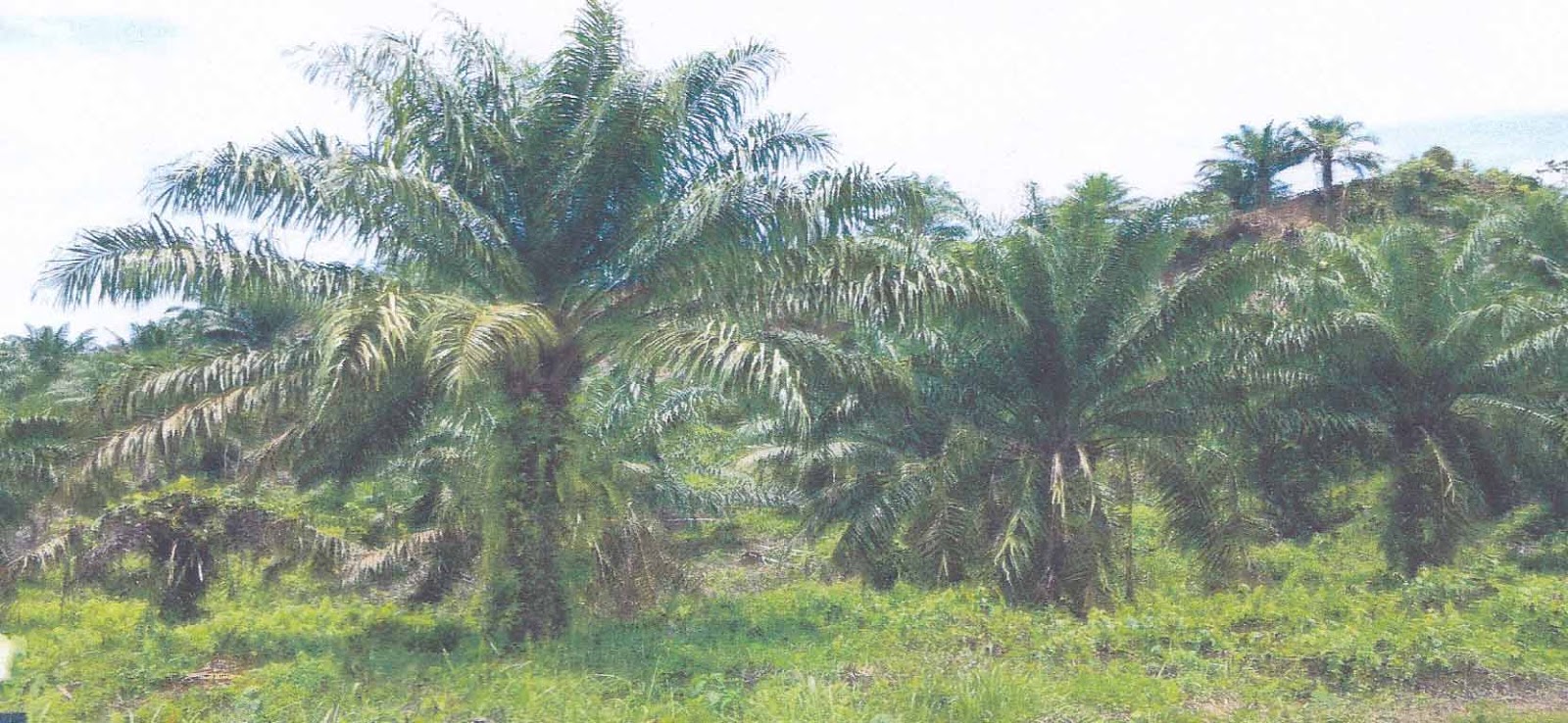 JUAL KEBUN KELAPA SAWIT DI ACEH TIMUR - 175 HEKTAR