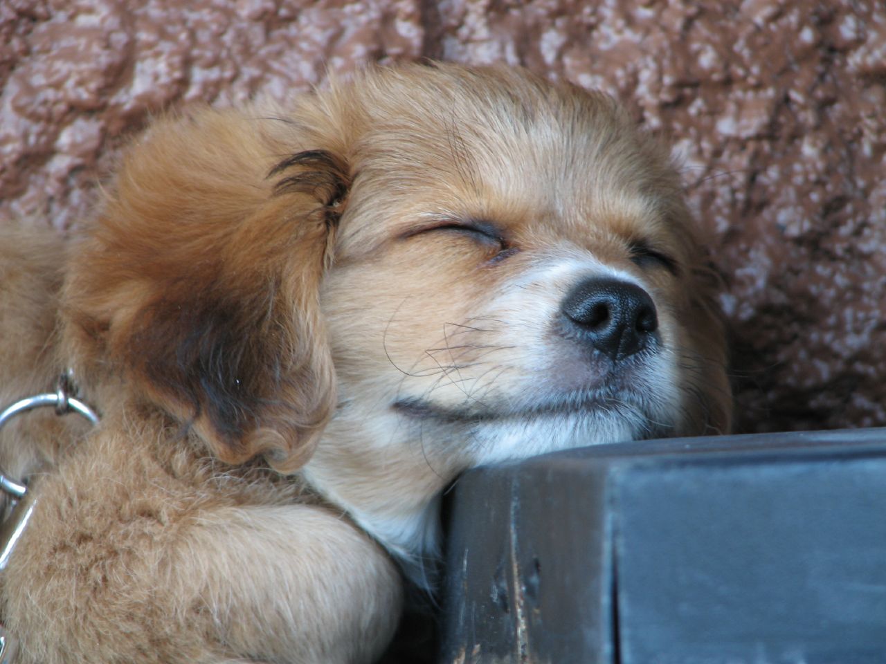 Cute Dogs Photography: Very cute fluffy puppy pic that will tear your ...