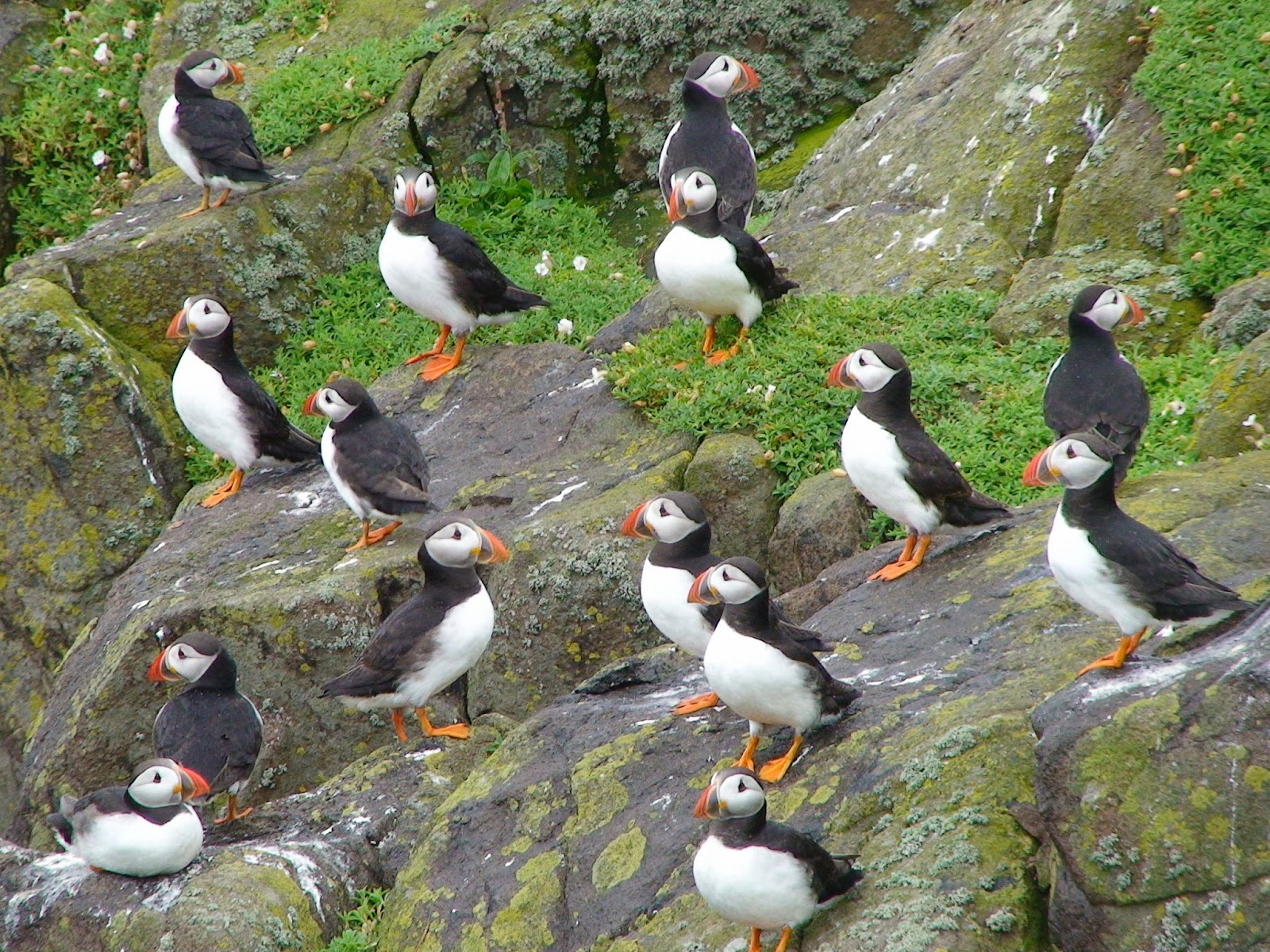 Aves y Fotografía de Naturaleza: Frailecillo Atlántico, Fratercula ...