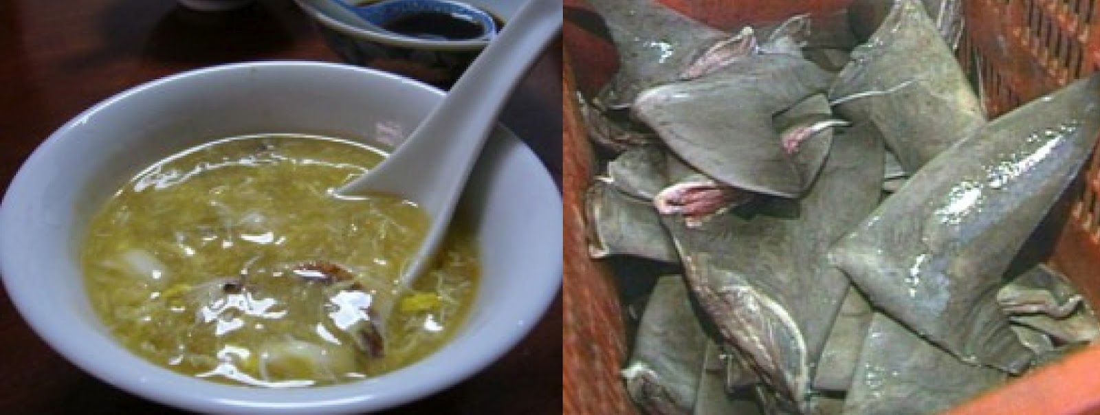 Marine Biology on Three Seas: Shark fin soup and neurodegenerative disease