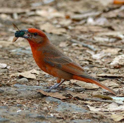 Red tanager images | Birds of India | Bird World