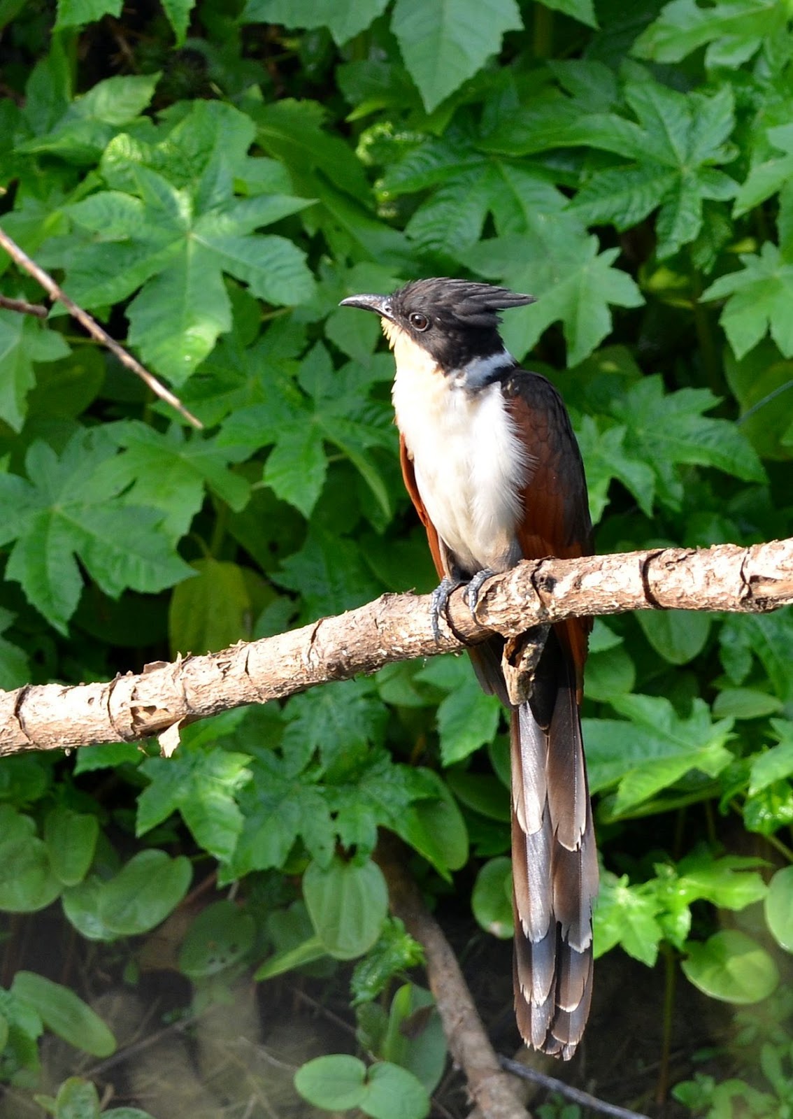 ksxbirds photography: Chestnut-winged Cuckoo