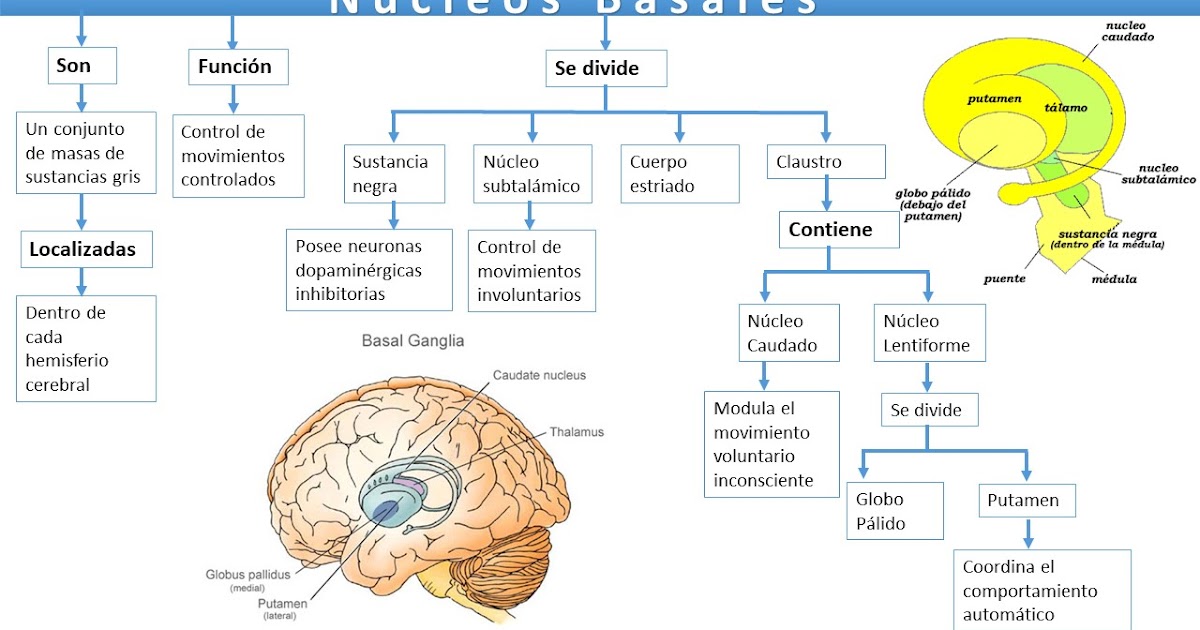 Blog de Fisiología Básica de Glenda Araceli Limón Salazar ciclo 2018 ...