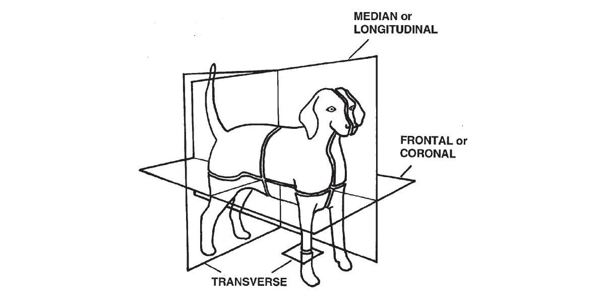 Anatomical Planes Animal
